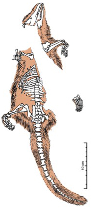 2. Orden Primates « Hominin Evolution & Ecology