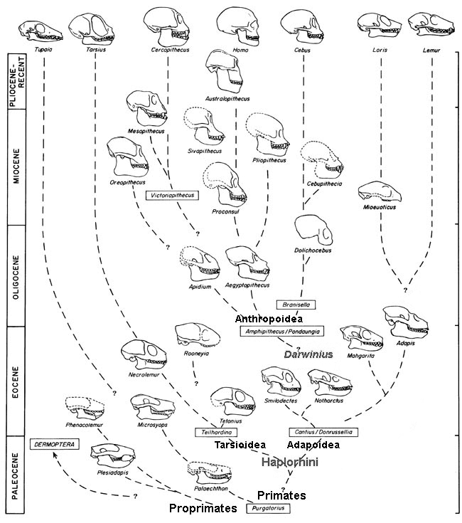 2. Orden Primates « Hominin Evolution & Ecology