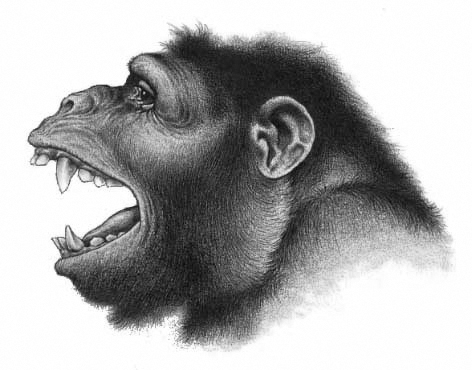 2. Orden Primates « Hominin Evolution & Ecology