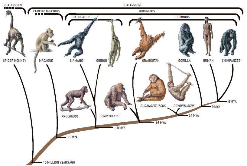2. Orden Primates « Hominin Evolution & Ecology