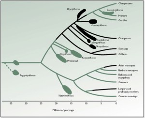 2. Orden Primates « Hominin Evolution & Ecology