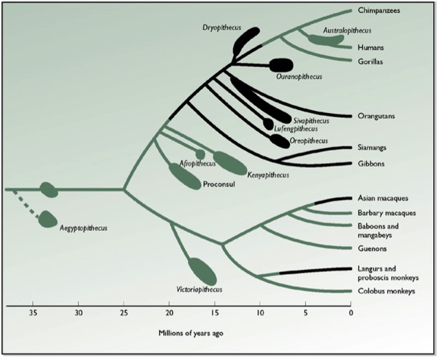 2. Orden Primates « Hominin Evolution & Ecology